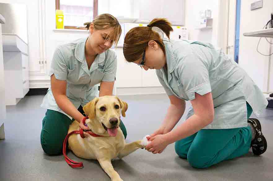 Veterinary Nursing Centre | Nottingham Trent University