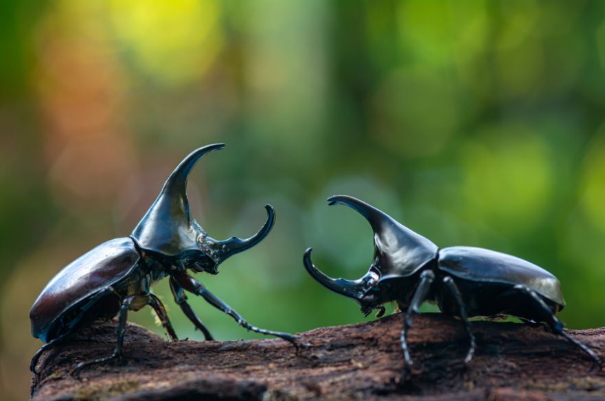 Expert blog: The seizure of 2,000 ants highlights the hidden scale of ...