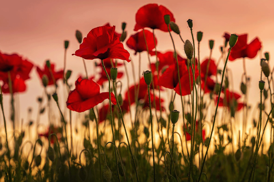 Observing Remembrance Day this Friday 11 November