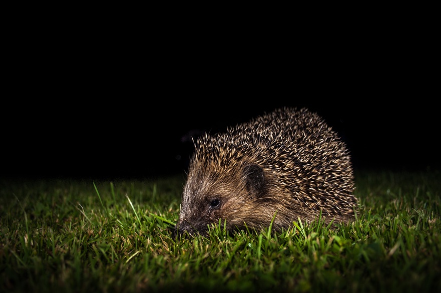 Study captures rare glimpse into urban hedgehog life – and reveals the ...